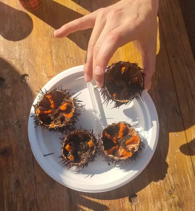 Oursinades: Seeigel in Carry-le-Rouet essen – Coquelicot